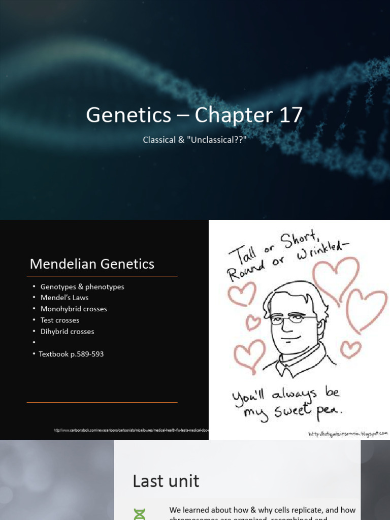 17.1 - Intro To Genetics - Monohybrid Crosses | PDF | Dominance ...
