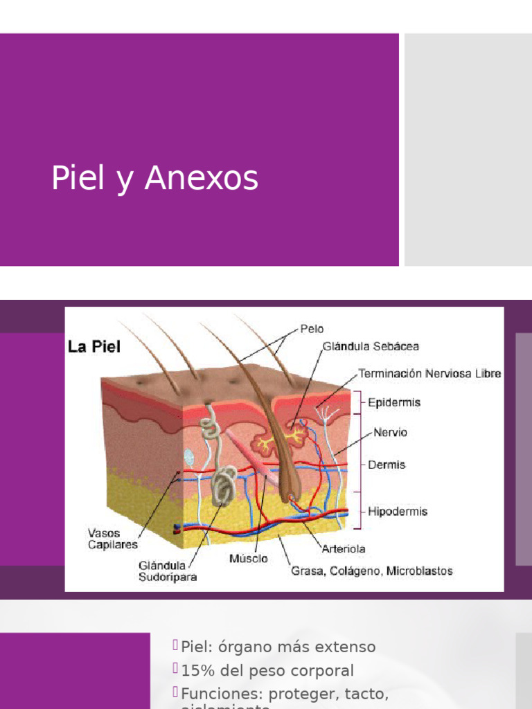 Piel y Anexos | PDF | Piel | Sistema tegumentario