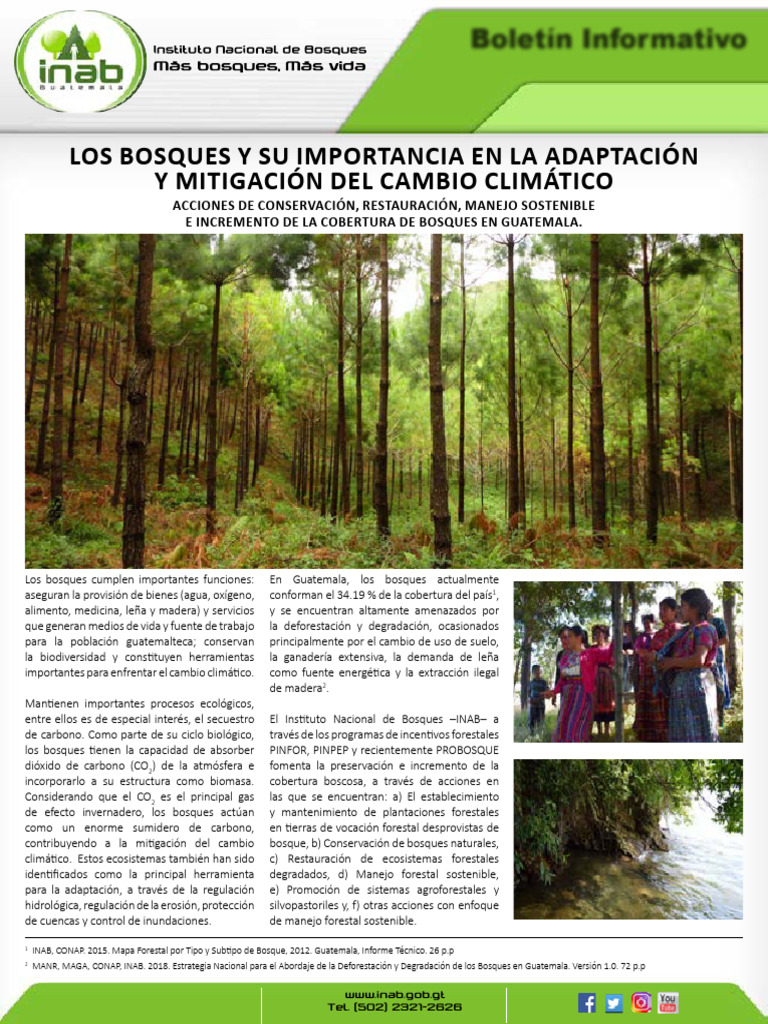 Importancia de los Bosques en Guatemala | PDF | Los bosques | Deforestación