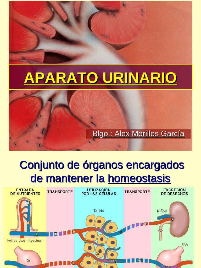 Aparato Excretor | PDF | Riñón | Angiotensina