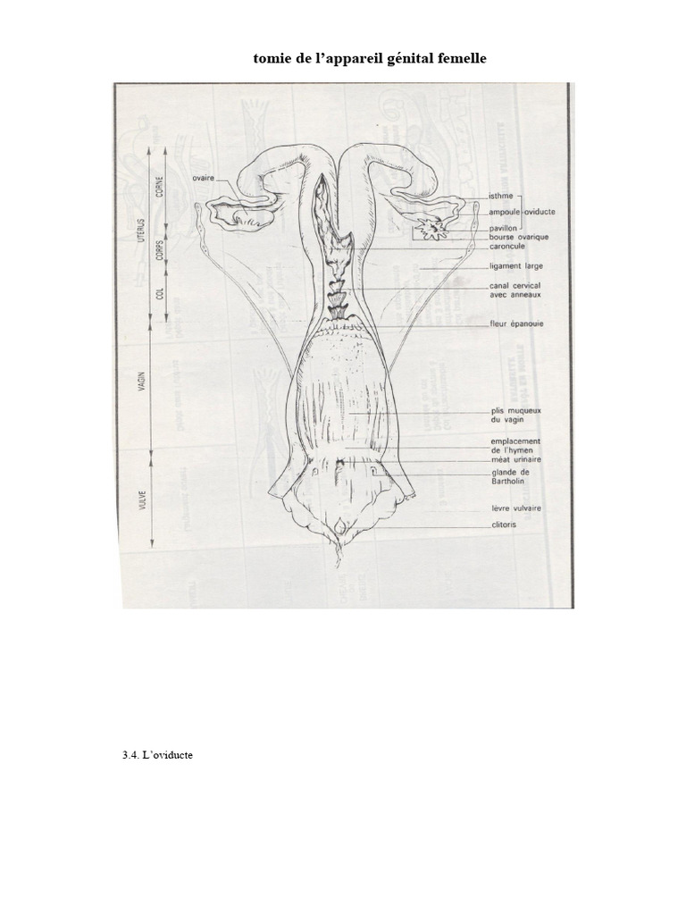 Anatomie de l'appareil génital femelle vache | PDF | Utérus | Vagin