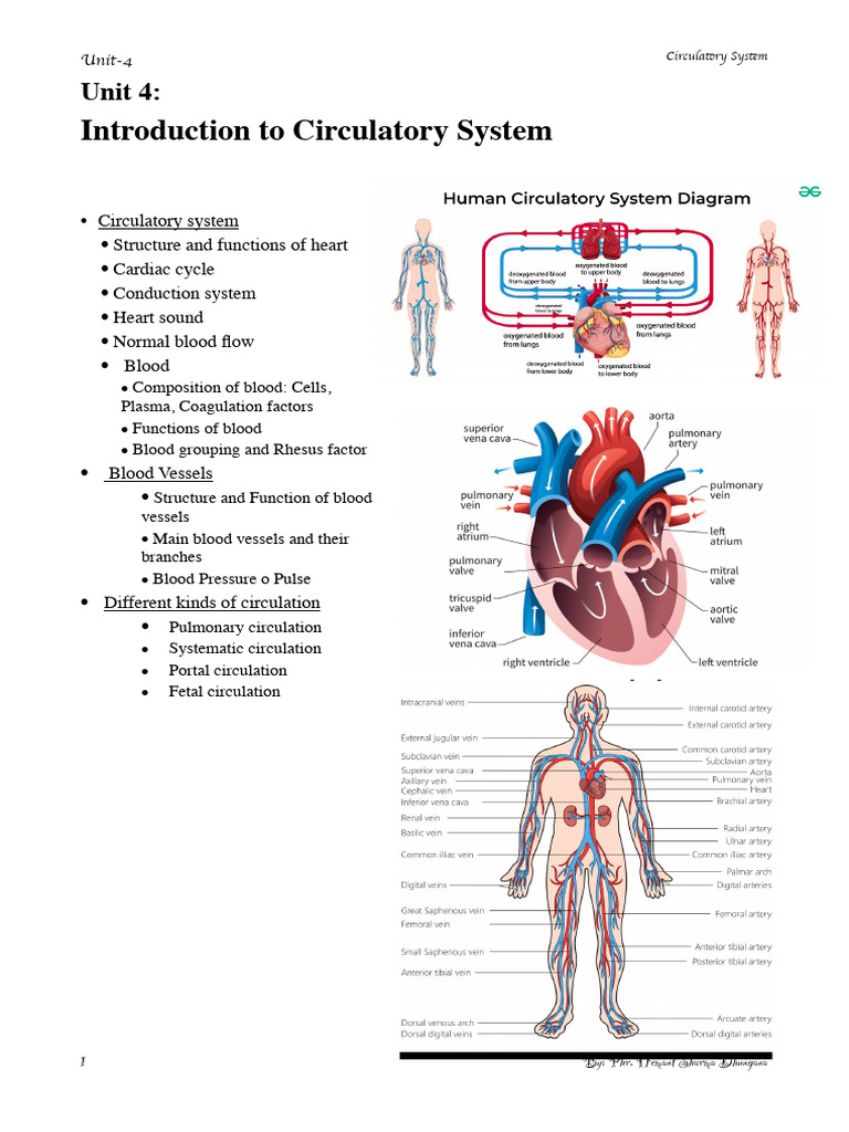 Overview of the Circulatory System | PDF | Ventricle (Heart) | Heart Valve