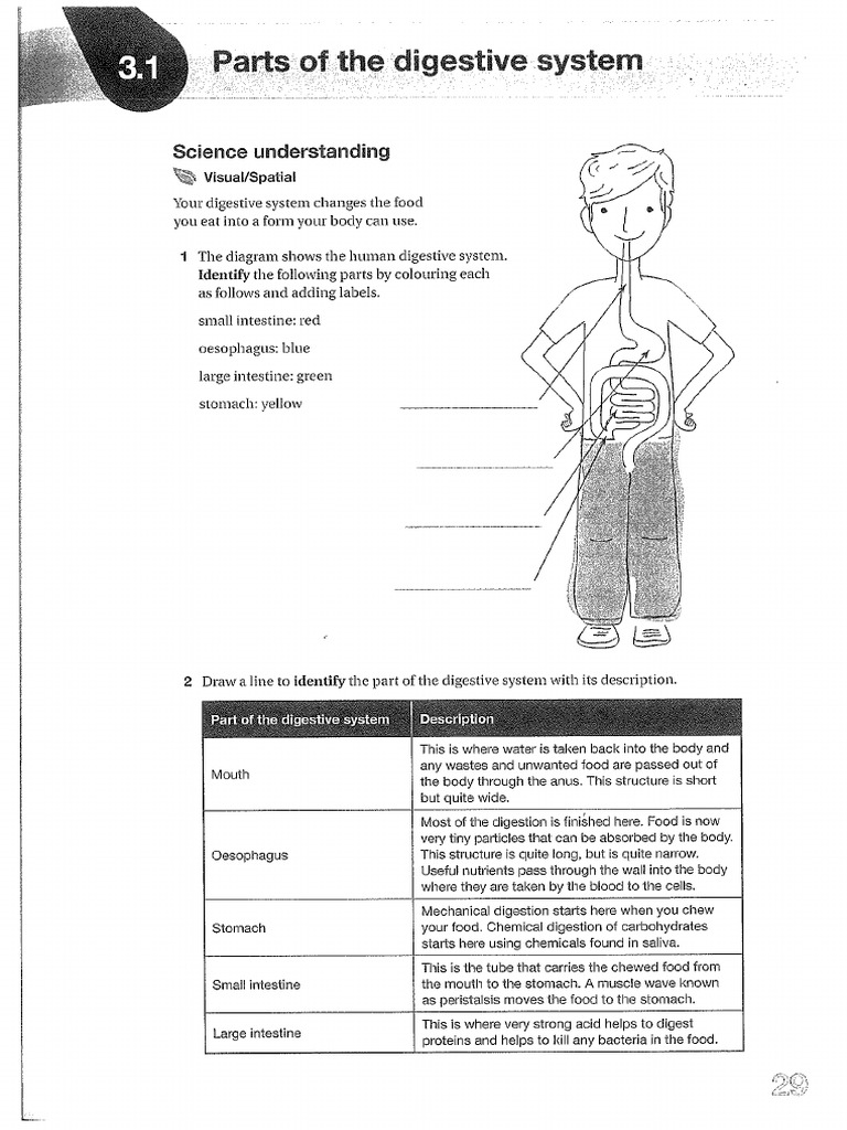 Pearson Science 8 Worksheets - Digestive System | PDF
