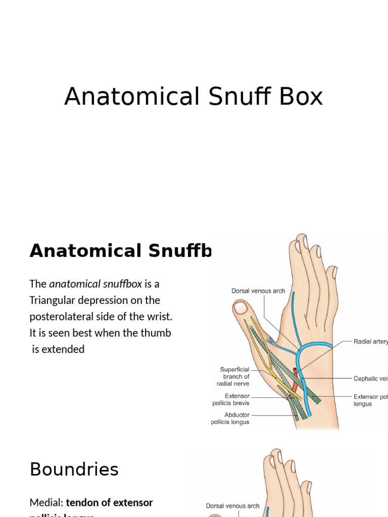 AnatomicaL Snuff Box | PDF