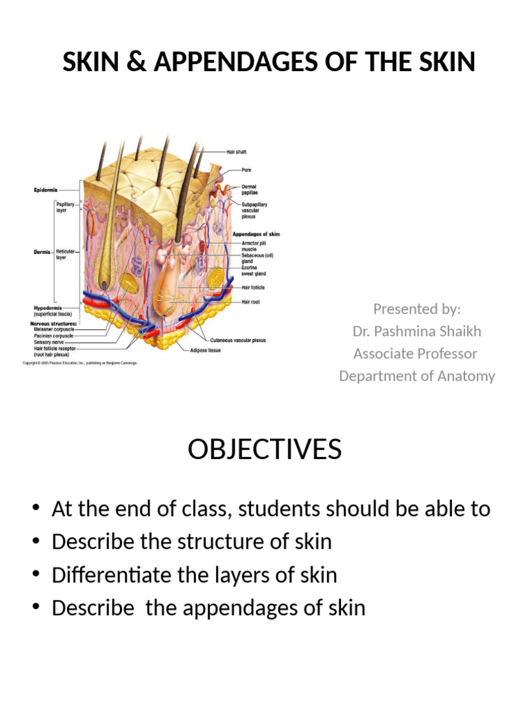 Skin 1 | PDF | Skin | Epidermis