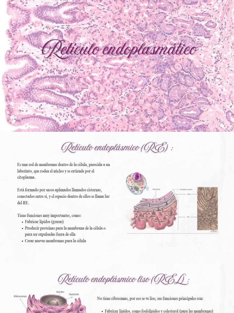 Funciones del Retículo Endoplasmático | PDF | Retículo endoplásmico ...