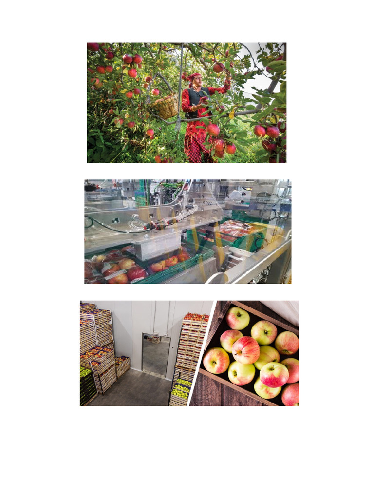 BST Project Image | PDF