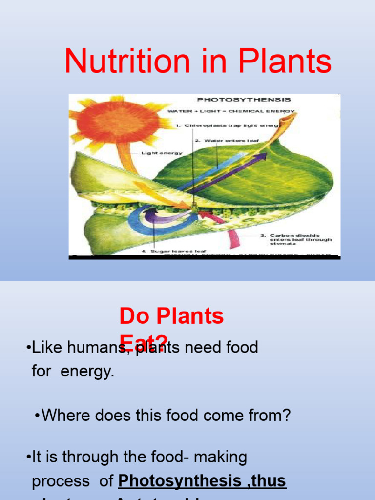 Nutrition in Plants | PDF | Leaf | Stoma