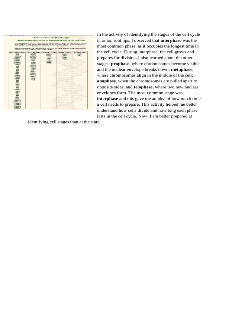 Mitosis Simulation Evidence | PDF