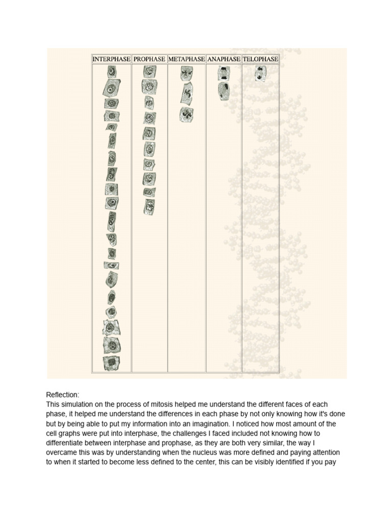 Reflection Bio mitosis simulation | PDF