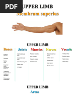 Membrum Superius (Forearm - Hand) | PDF | Thumb | Limbs (Anatomy)