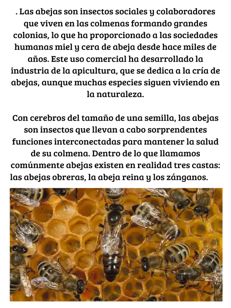 Las Abejas Son Insectos Sociales y Colaboradores Que Viven en Las ...