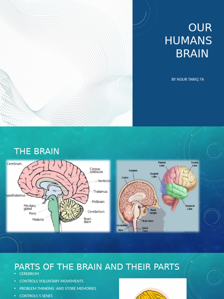 Our Humans Brain | PDF