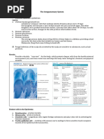 Skin Layers Diagram for Students | PDF