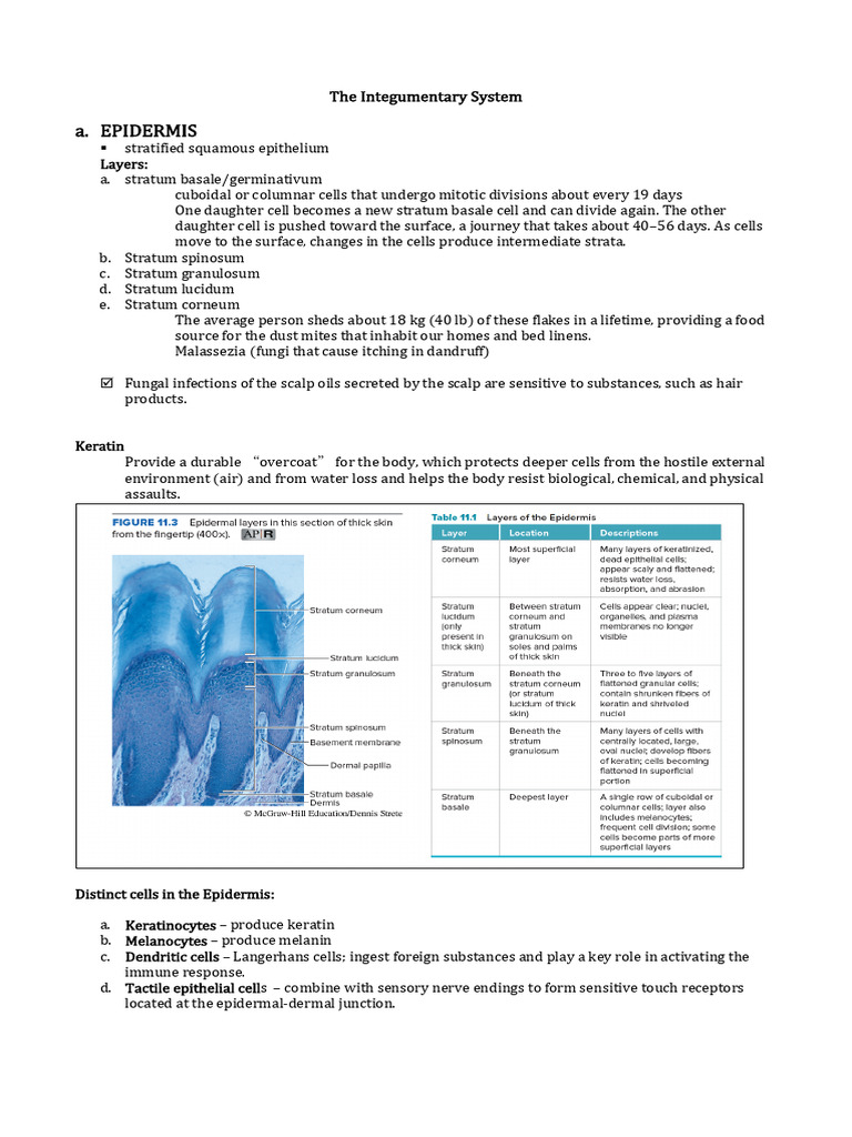 Lesson 5 Layers of the Skin | PDF | Skin | Epithelium