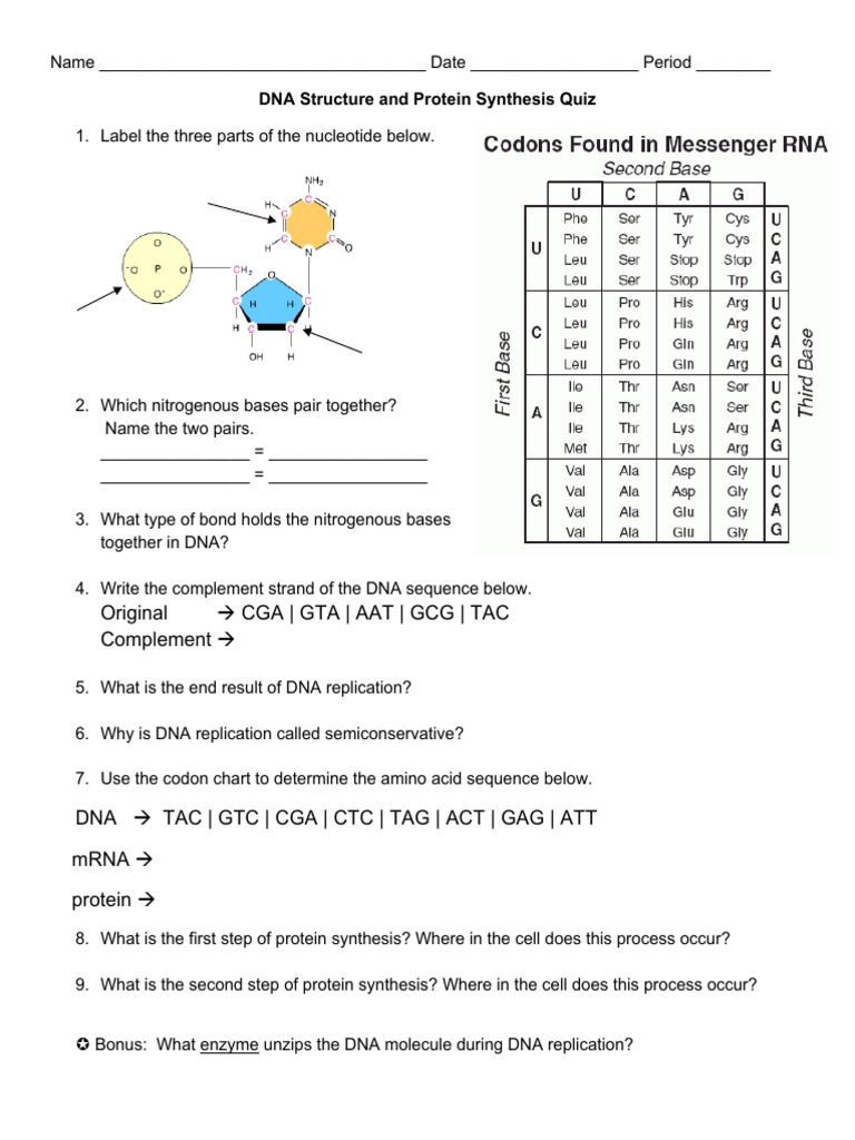 DNA Structure & Protein Synthesis Quiz | PDF