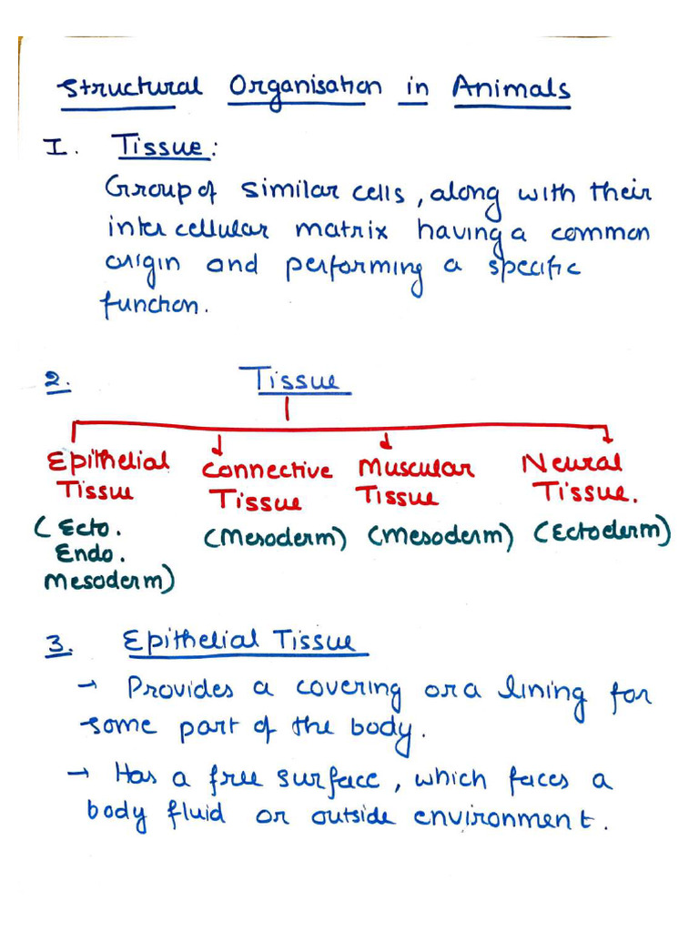 Structural Organisations in Animals Hand Written Notes | PDF