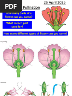 Pollination Worksheet Stage 5 Worksheet | PDF | Pollination | Science