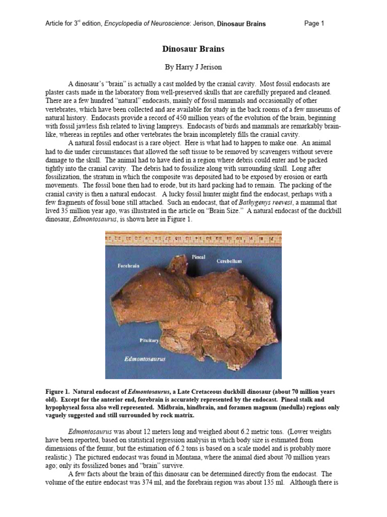 Dinosaur Brain Size by Paleoneurologist Harry Jerison | PDF | Dinosaurs ...