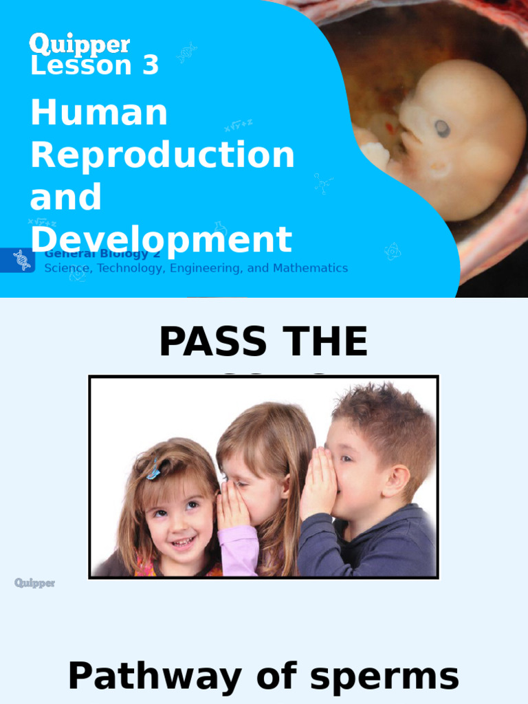 Lesson 3 Human Reproduction and Development | PDF | Embryo | Human ...