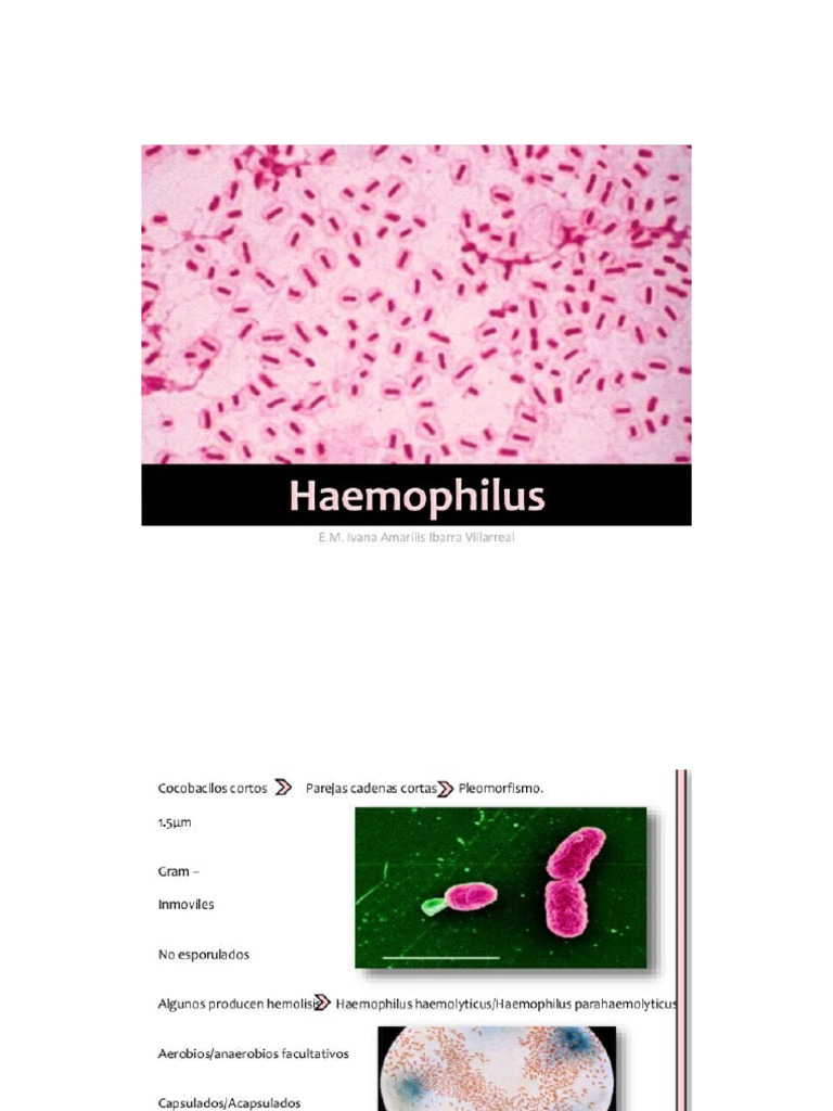 Haemophilus 4390 | PDF