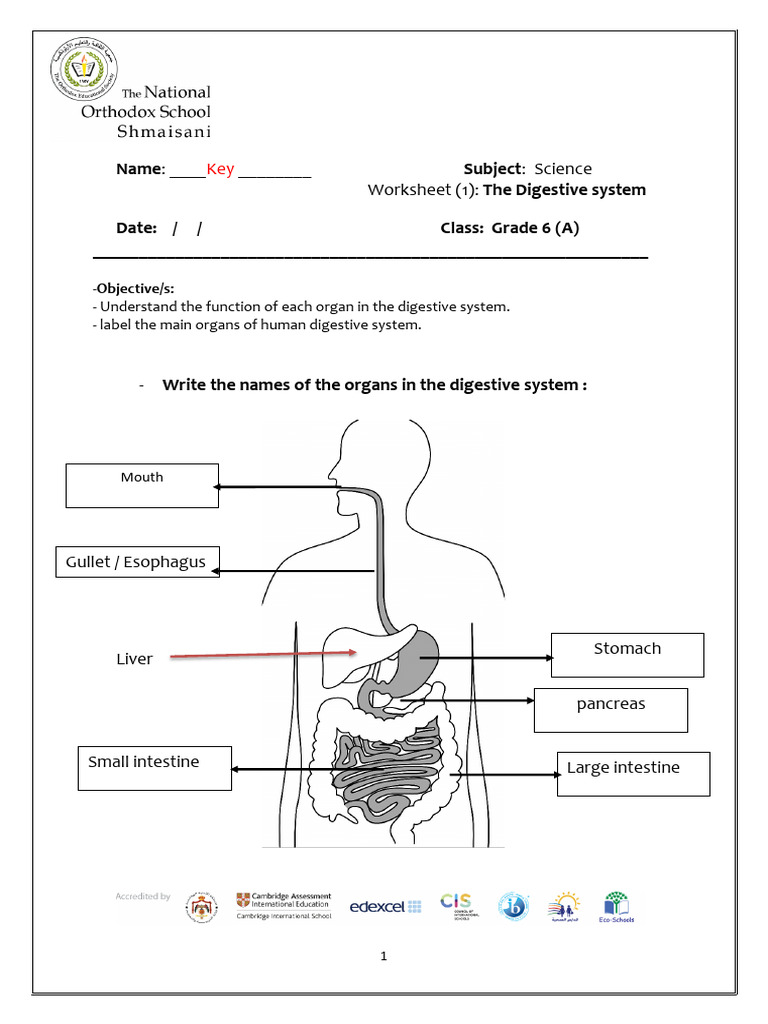 Name Subject The Digestive System Date: / / Class: Grade 6 (A) | PDF