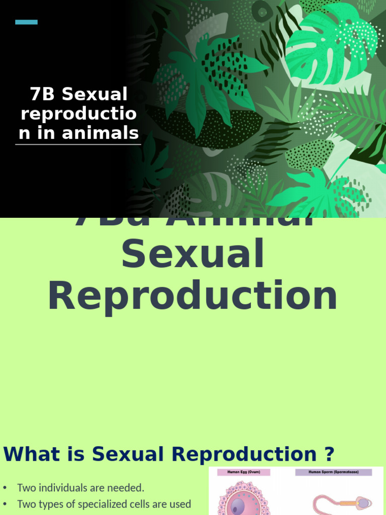 7ba Animal Sexual Reproduction | PDF | Fertilisation | Sexual Reproduction