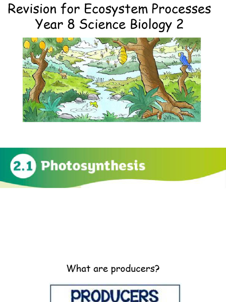 Y8 B2 Ecosystem Processes | PDF | Stoma | Plant Nutrition