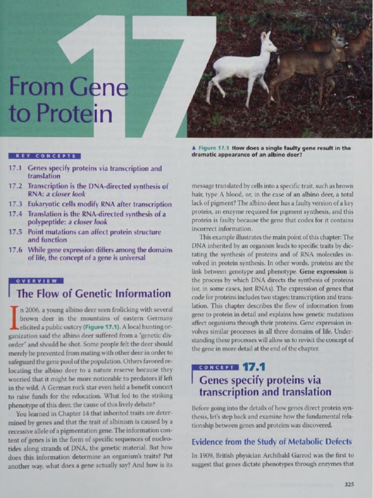 Unit Six Campbell Biology Chapters 17-18 | PDF