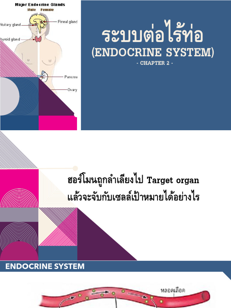 Endocrine System - Chapter2 SCC | PDF