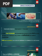 Urochordata Classification Overview | PDF | Chordates