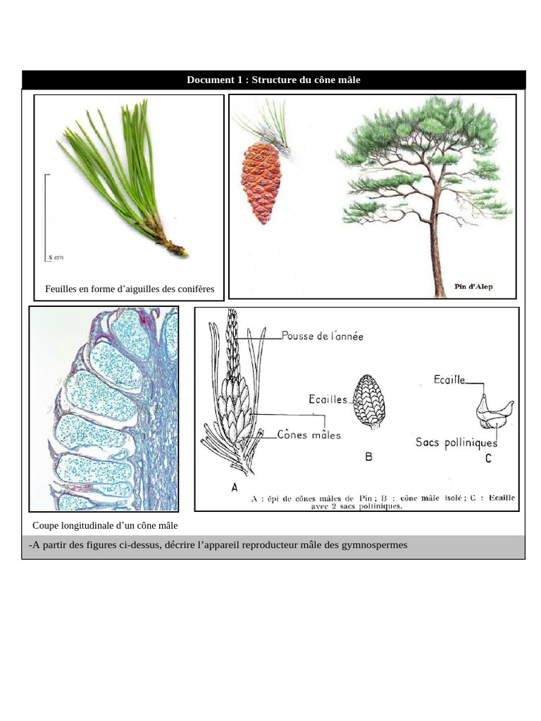 Reproduction des gymnospermes expliquée | PDF