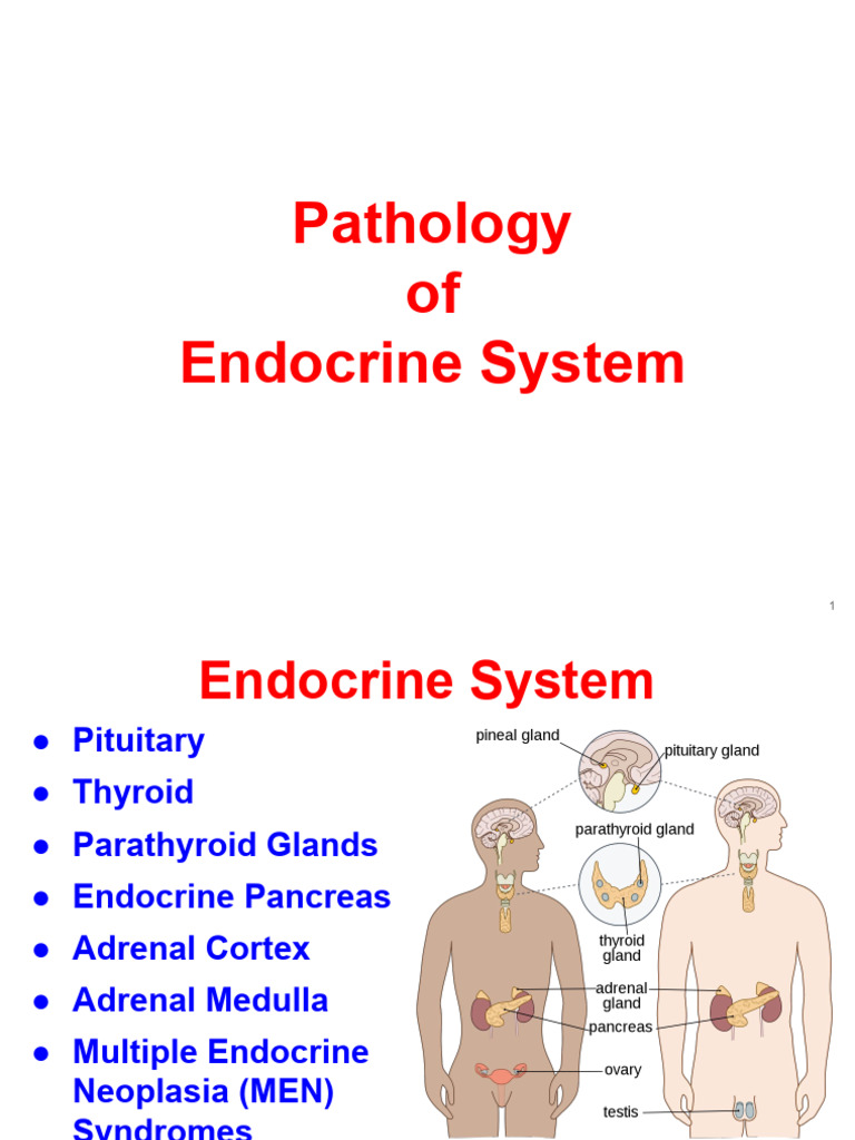 47 48 Endocrine System Diseases | PDF | Endocrine System | Thyroid