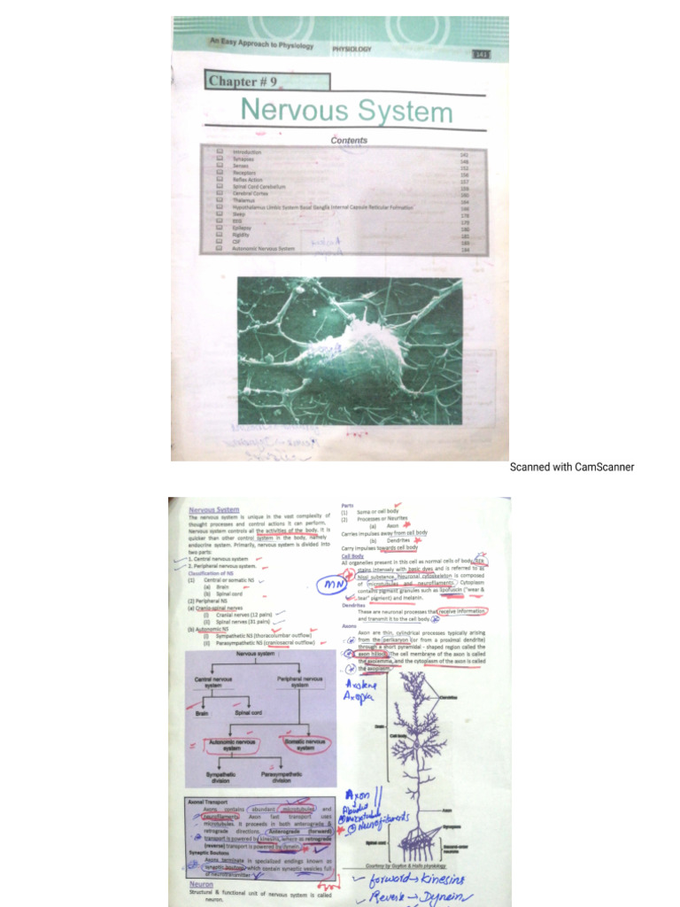 Nervous System CNS. Physiology 2nd Year Mbbs | PDF