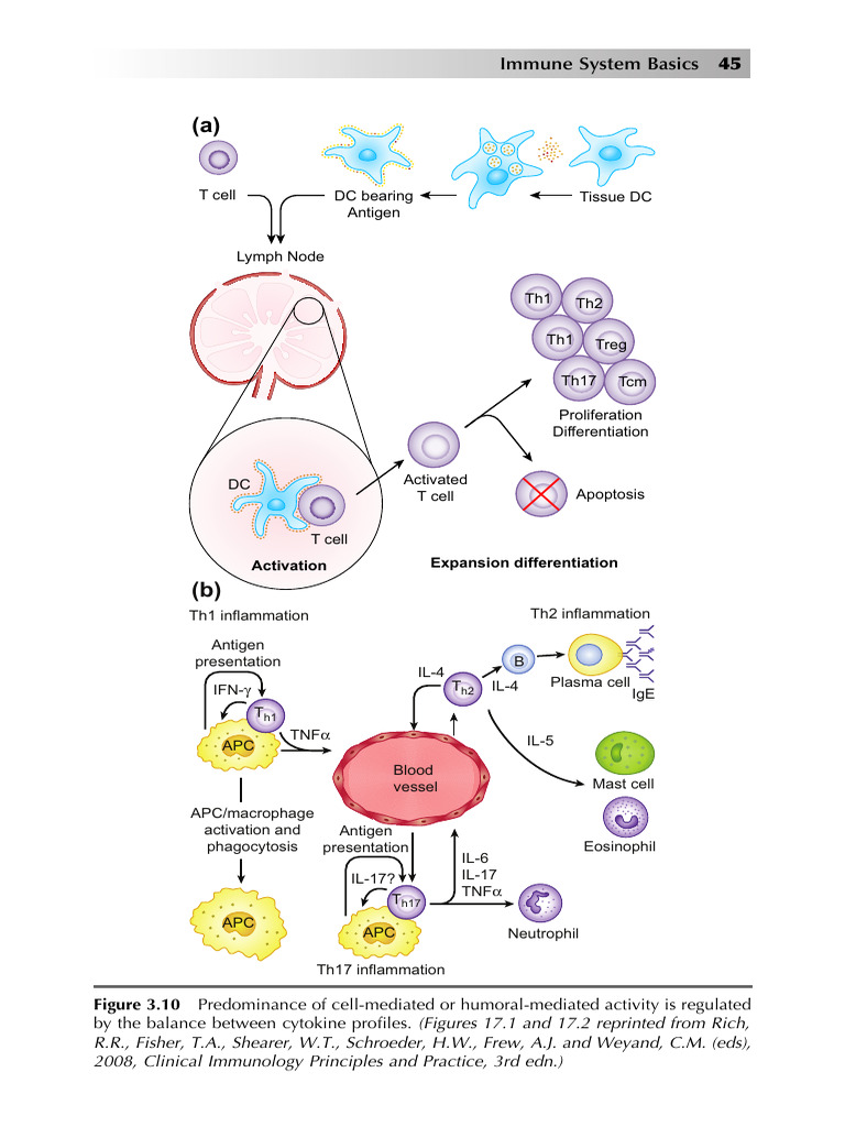 Predominance of Cell-Mediated or Humoral-Mediated Activitv | PDF ...