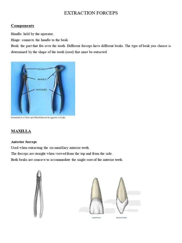 Extraction Forceps | PDF | Tooth | Beak