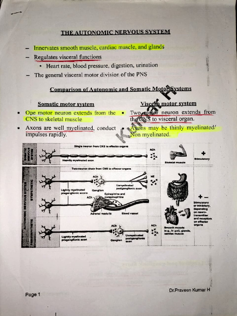 Autonomic Nervous System (Part of Neurology) | PDF | Autonomic Nervous System | Nervous System