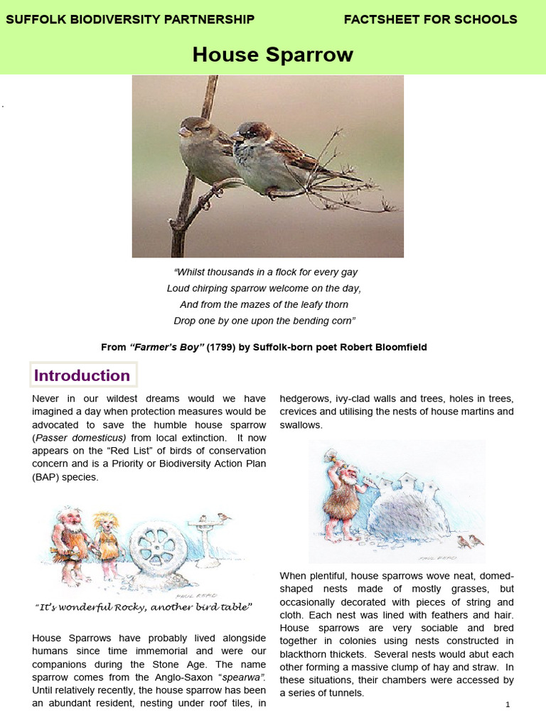 House Sparrow Schools Factsheet | PDF | Birds | Ornithology