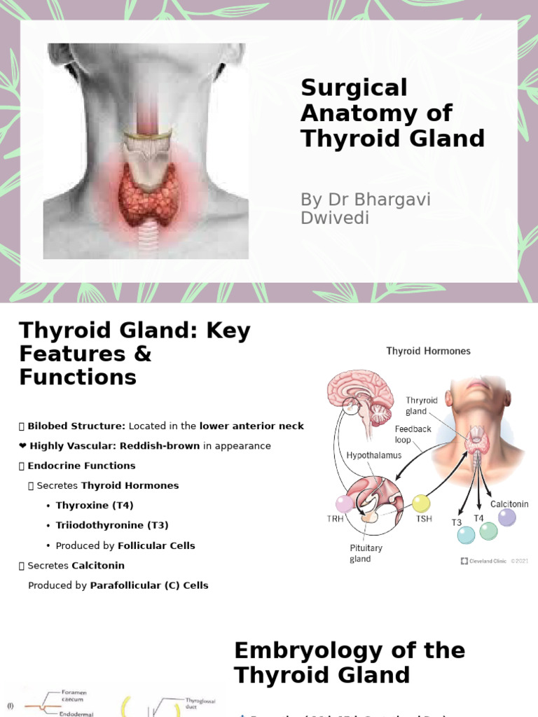 Thyroid Gland Surgical Anatomy Overview | PDF | Thyroid | Common ...