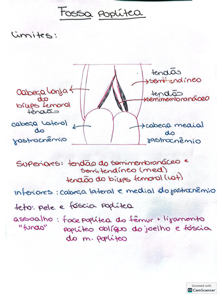 Fossa Poplitea | PDF
