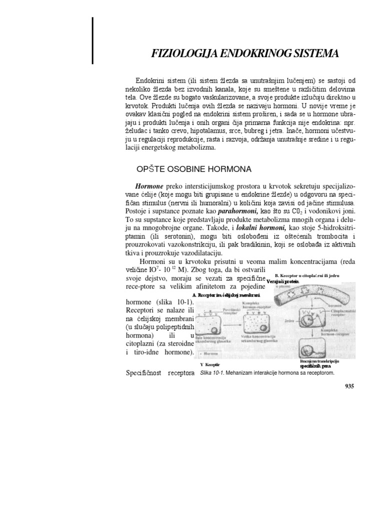 Fiziologija Endokrinog Sistema | PDF