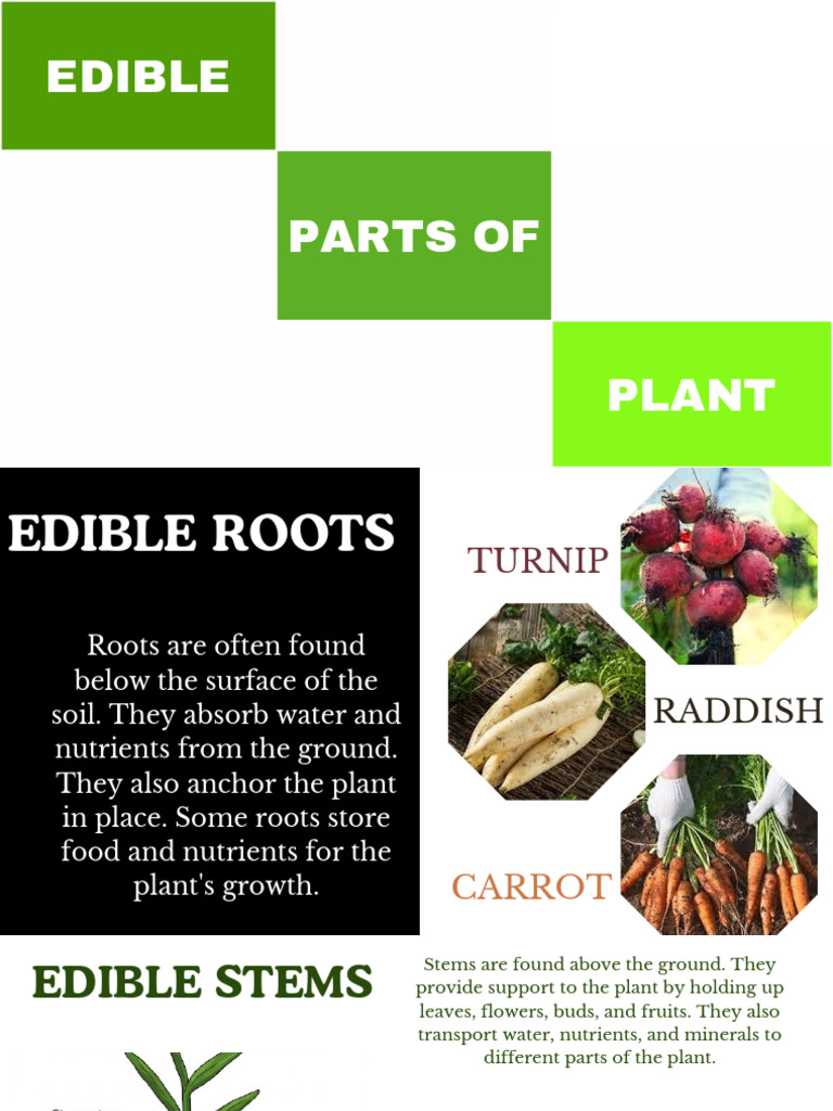 Edible Parts of Plants - PDF - 20250428 - 233848 - 0000 | PDF