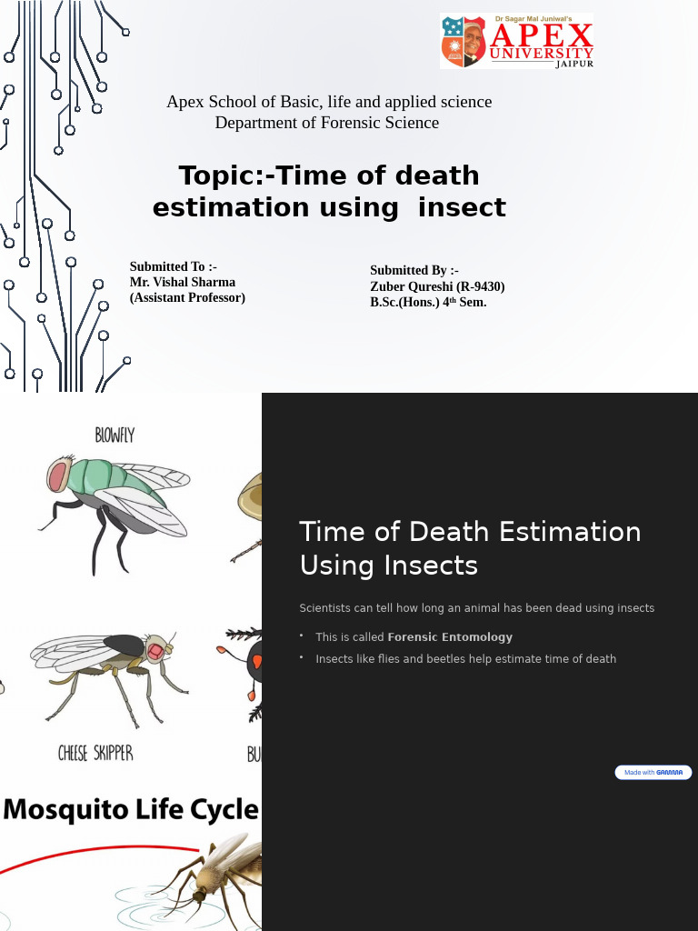 Estimating Time of Death with Insects | PDF