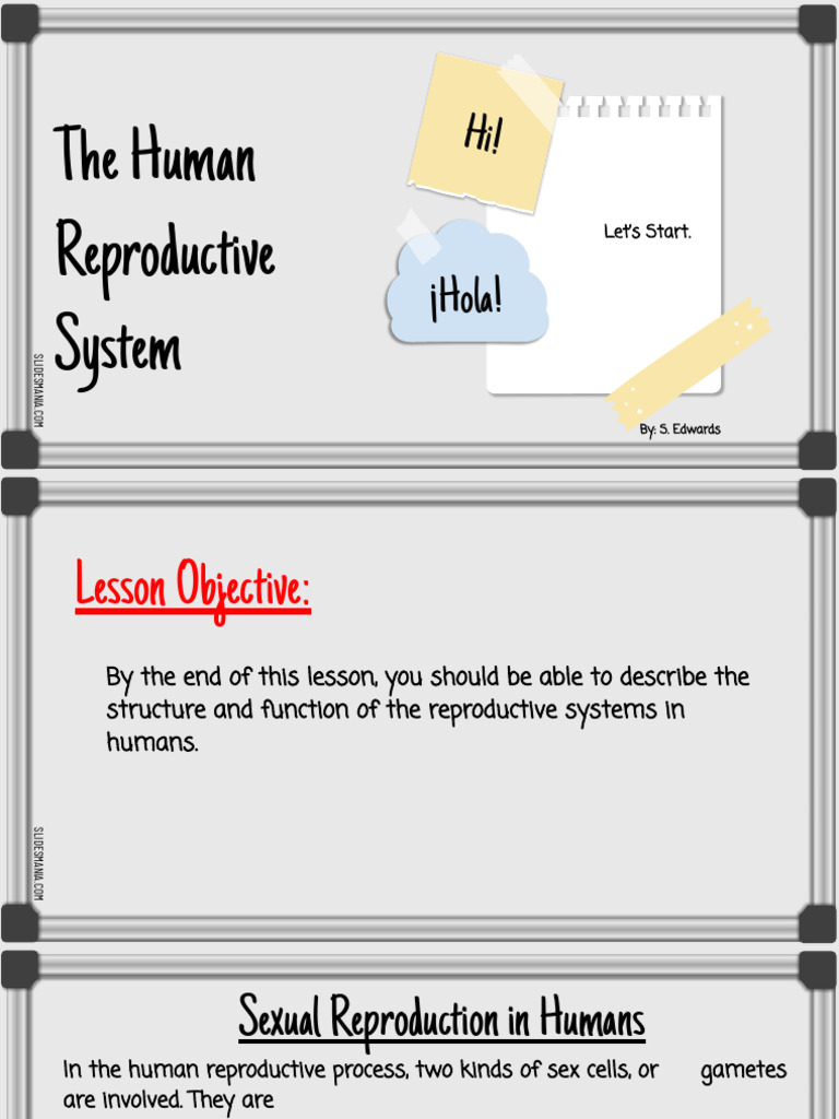 Reproductive System Bio 2023-2024 | PDF | Reproductive System | Testicle