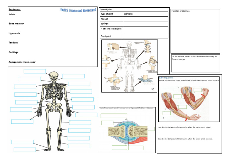 Bones and Movement Revision Map | PDF