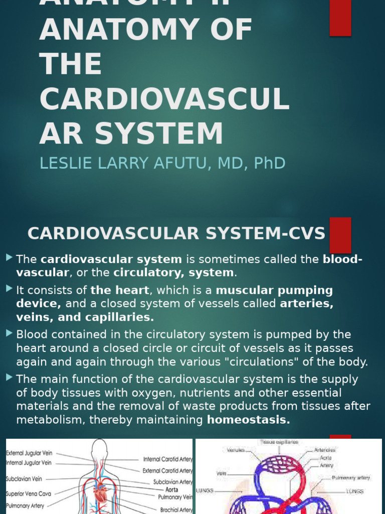 Anatomy The Cardiovascular System | PDF | Vein | Artery