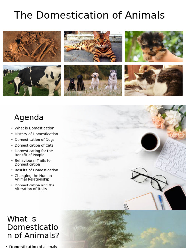 Week 3-The Domestication of Animals | PDF | Domestication | Dogs