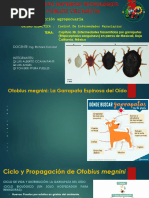 Morfología y ciclo de vida de Otobius megnini | PDF