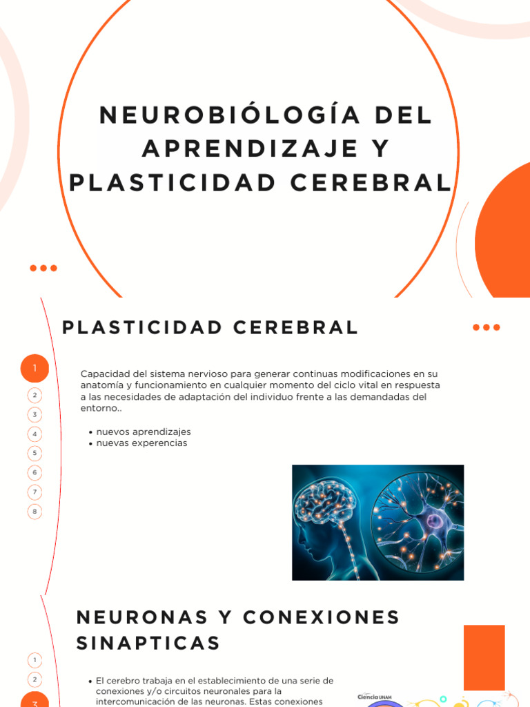 Neurobiólogía Del Aprendizaje y Plasticidad Cerebral | PDF | Neurona | Neuroplasticidad