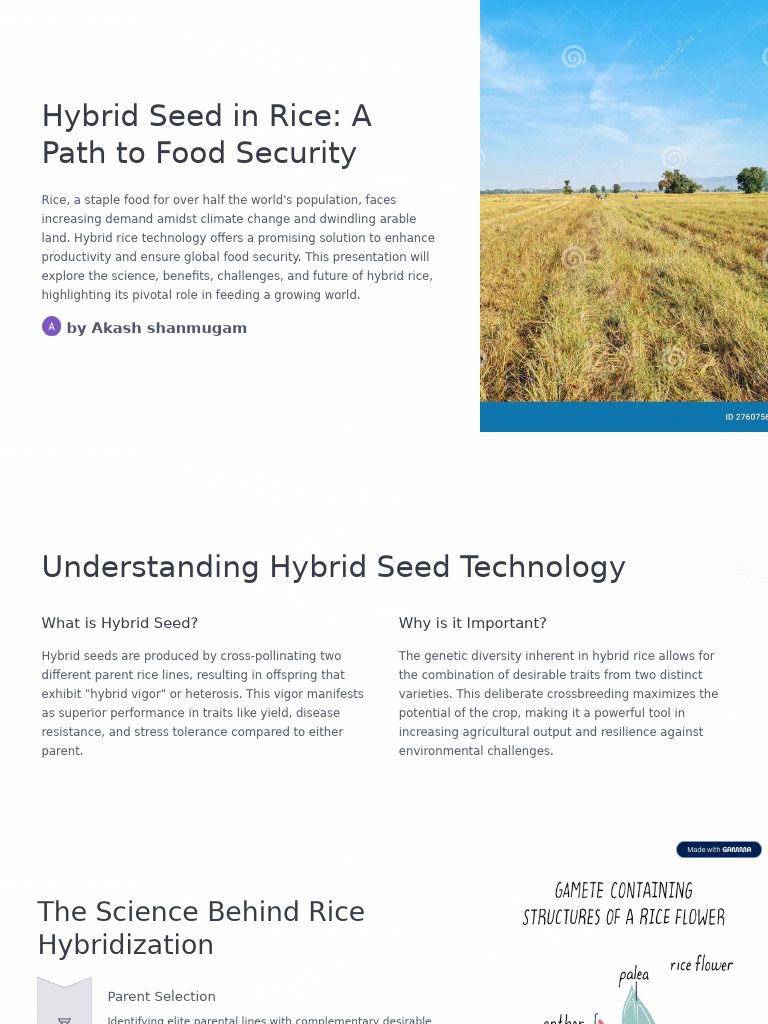 Hybrid Seed in Rice A Path To Food Security | PDF | Agriculture ...